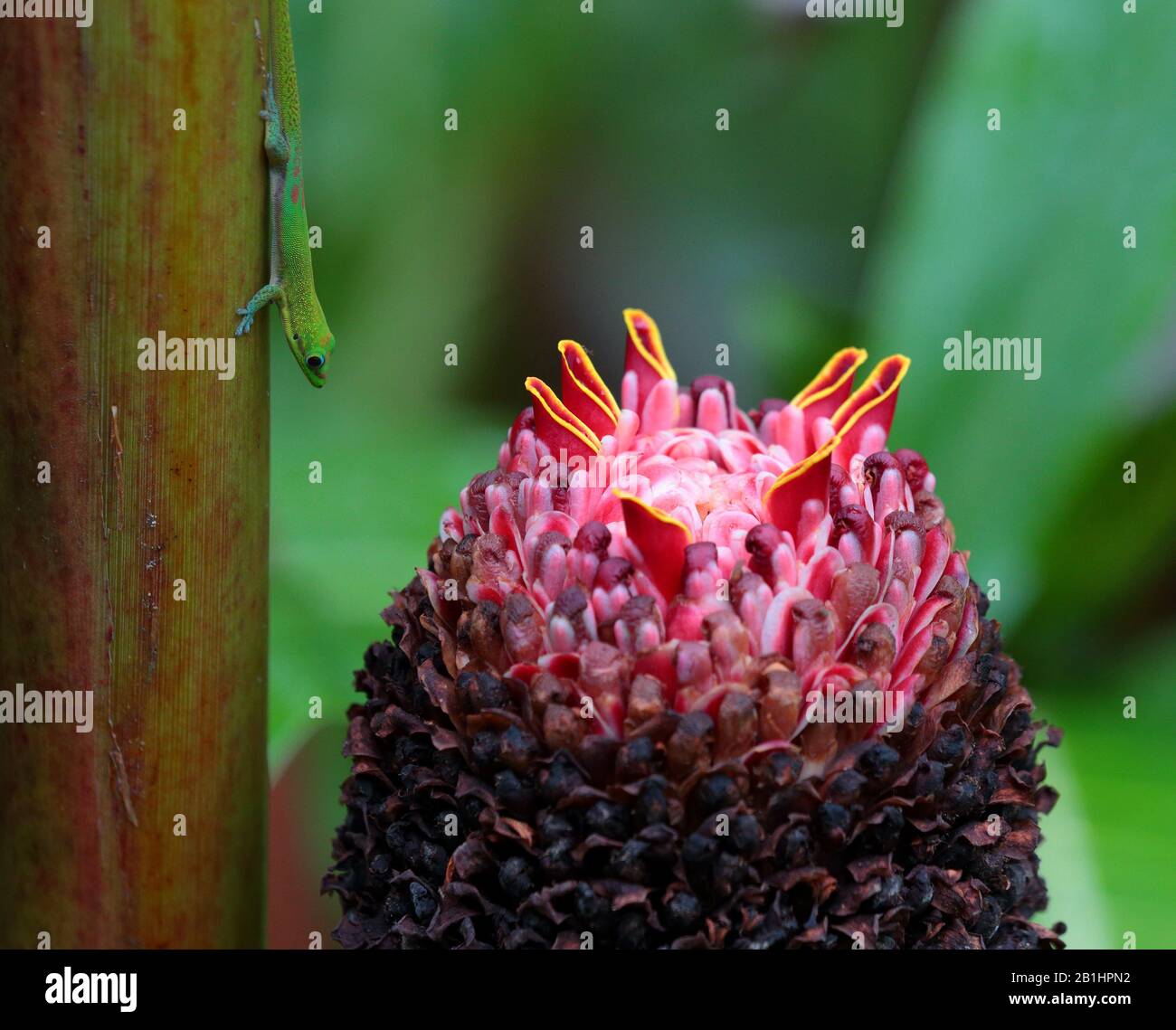 Etlingera hemisphaerica hi-res stock photography and images - Alamy