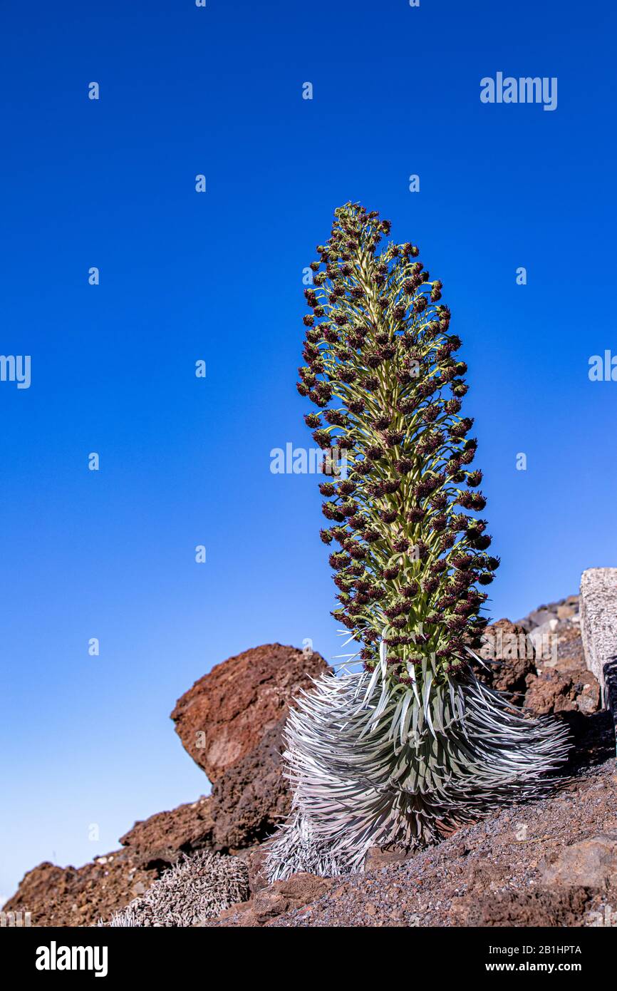 Haleakala silversword flower hi-res stock photography and images - Alamy