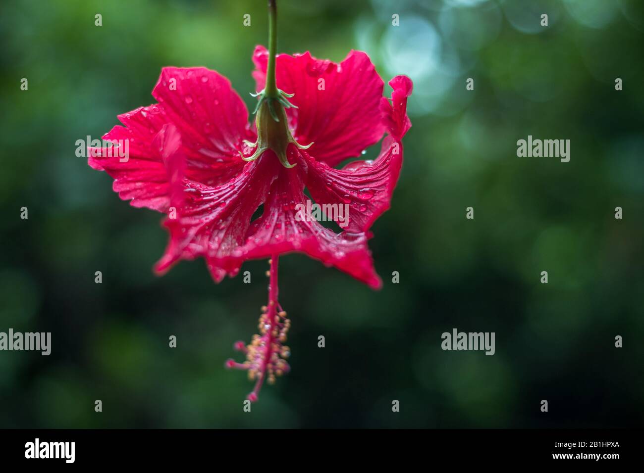 Indian hibiscus flowers hi-res stock photography and images - Alamy