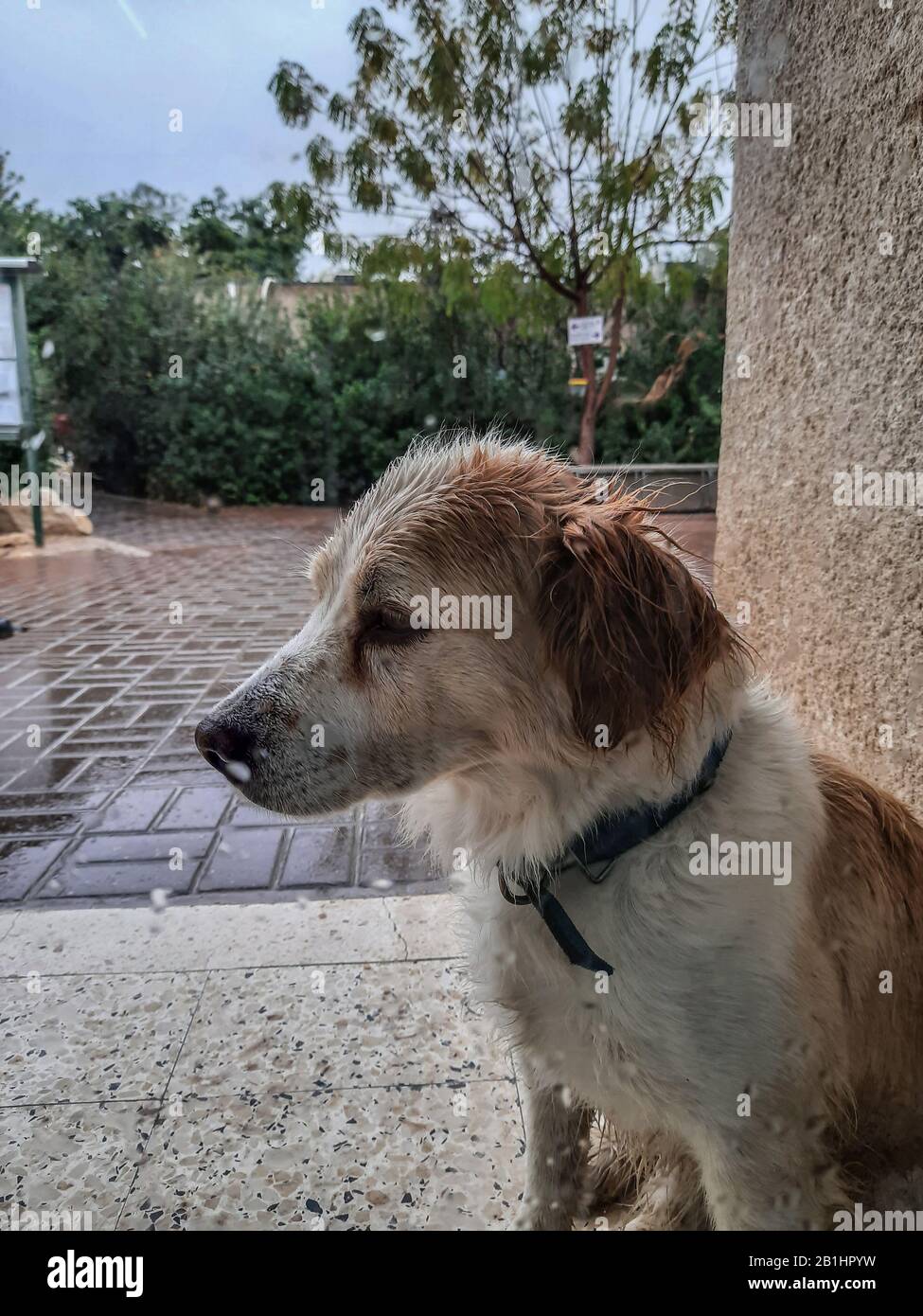 Wet dog from rain hi-res stock photography and images - Alamy