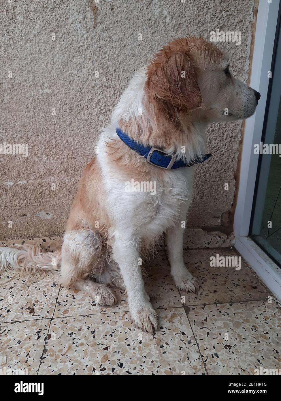 poor dog was hiding from heavy rains after he felt wet Stock Photo - Alamy