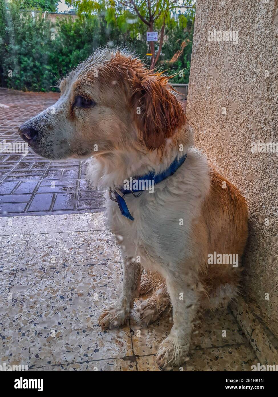 Sad pug dog rain hi-res stock photography and images - Alamy