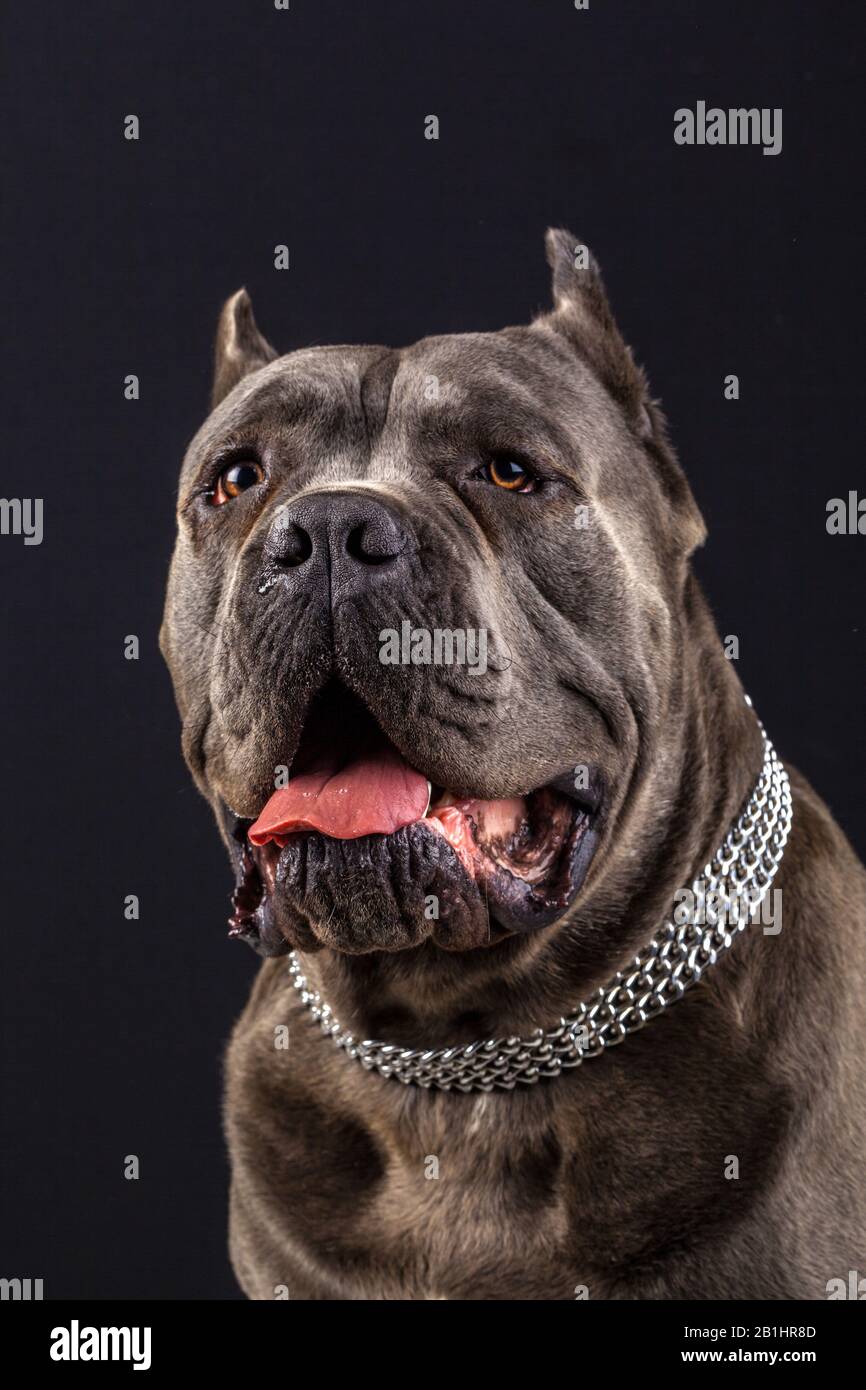 cane corso portrait in studio with black background Stock Photo - Alamy