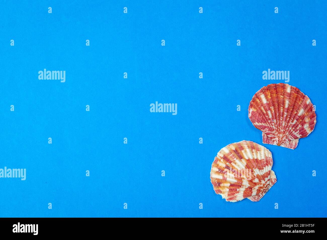 Flat lay. Top view. Frame of shells of various kinds on a blue ...