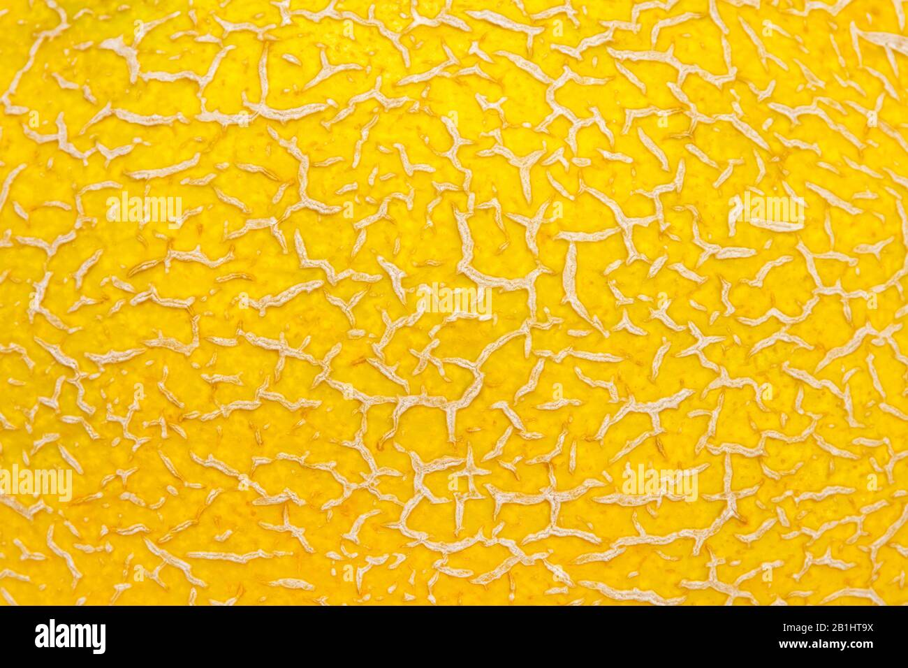 Melon Skin (peel) texture cose up Stock Photo - Alamy