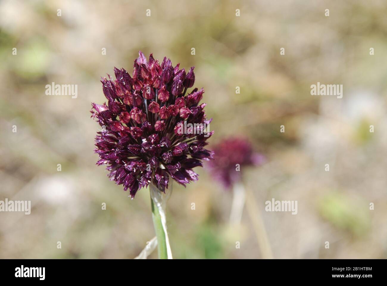 Lone flower hi-res stock photography and images - Alamy