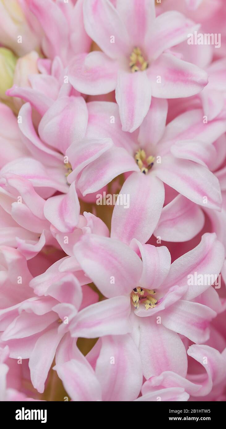 Macro closeup view of Hyacinth Pink Spring flowers on light pink ...