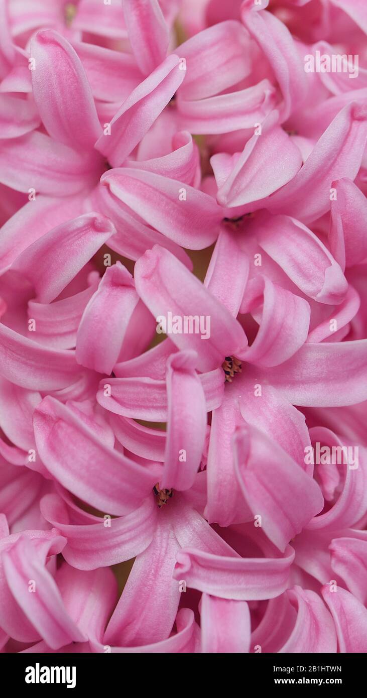 Macro closeup view of Hyacinth Pink Spring flowers on light pink ...