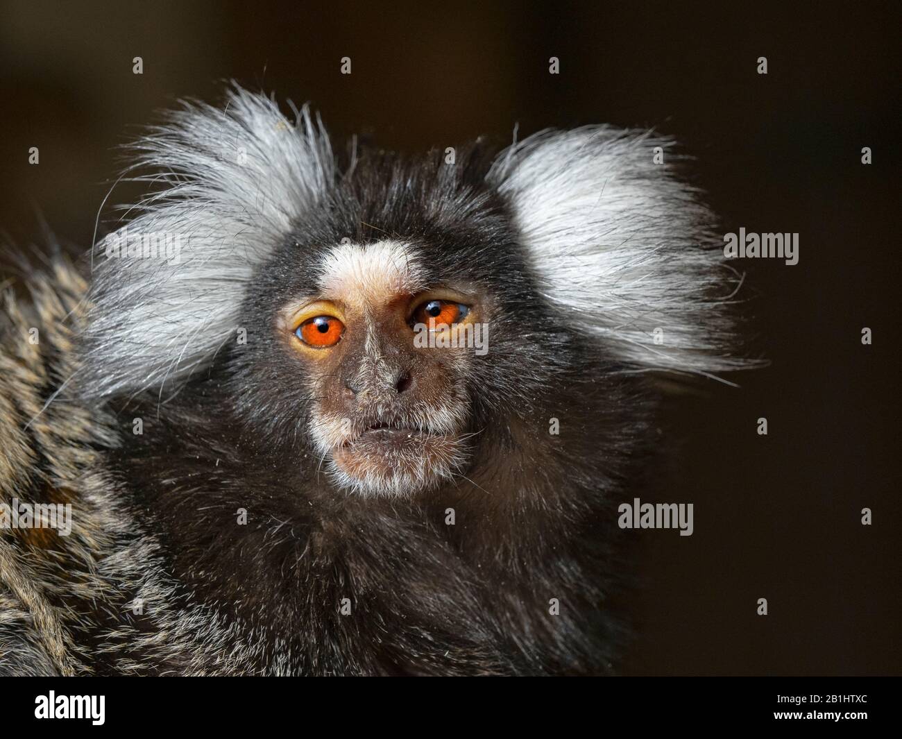 Common marmoset Callithrix jacchus CAPTIVE Stock Photo - Alamy