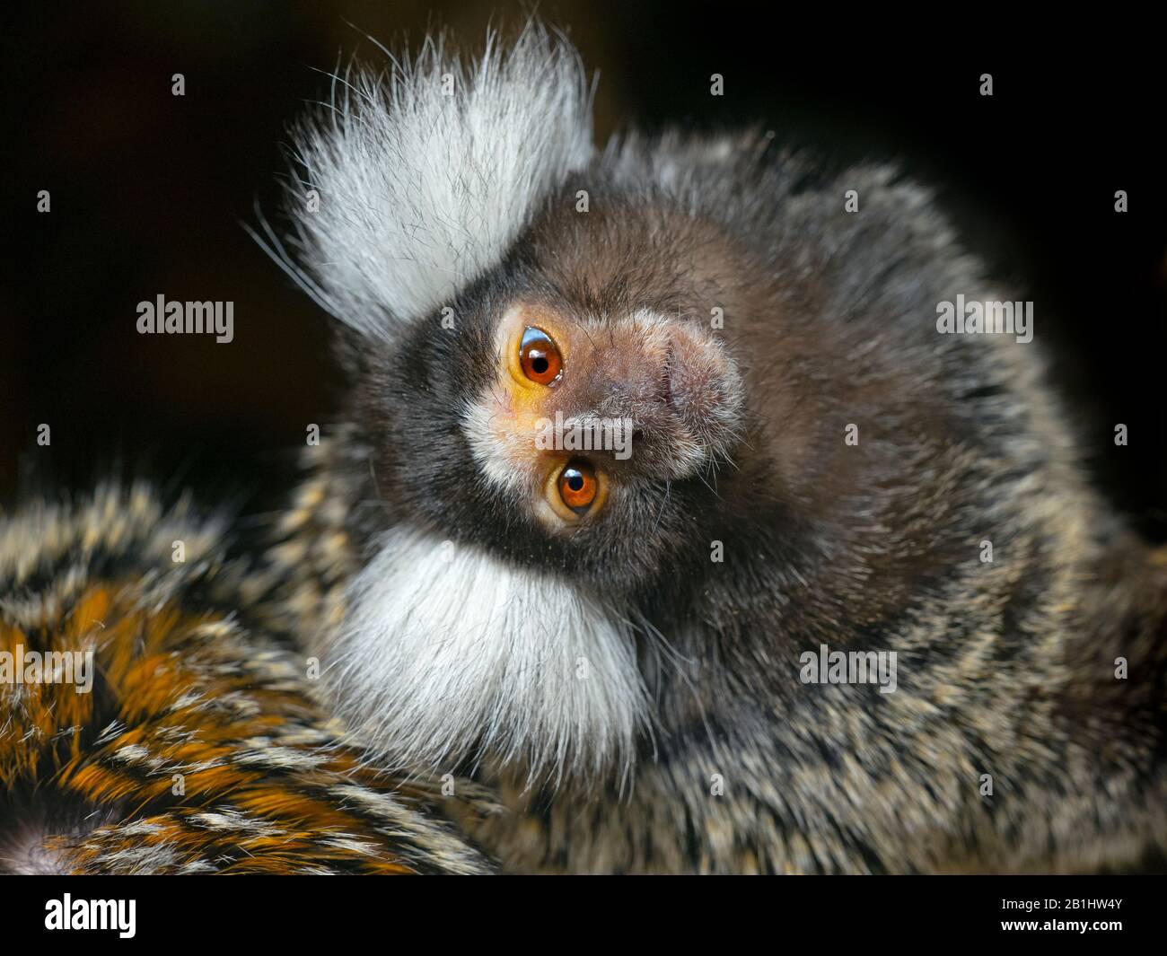 Common marmoset Callithrix jacchus CAPTIVE Stock Photo - Alamy