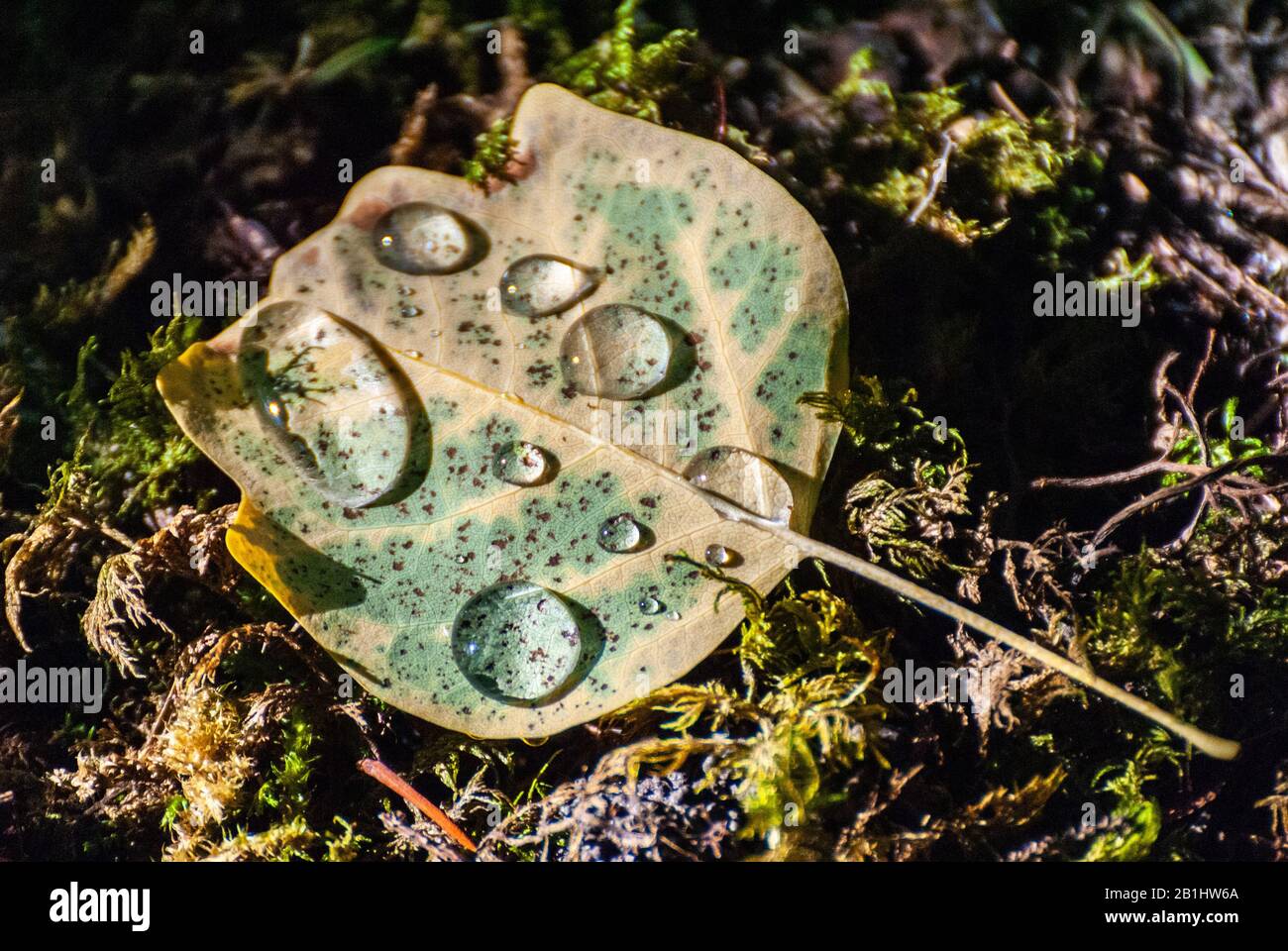 Fallen leaf hi-res stock photography and images - Alamy