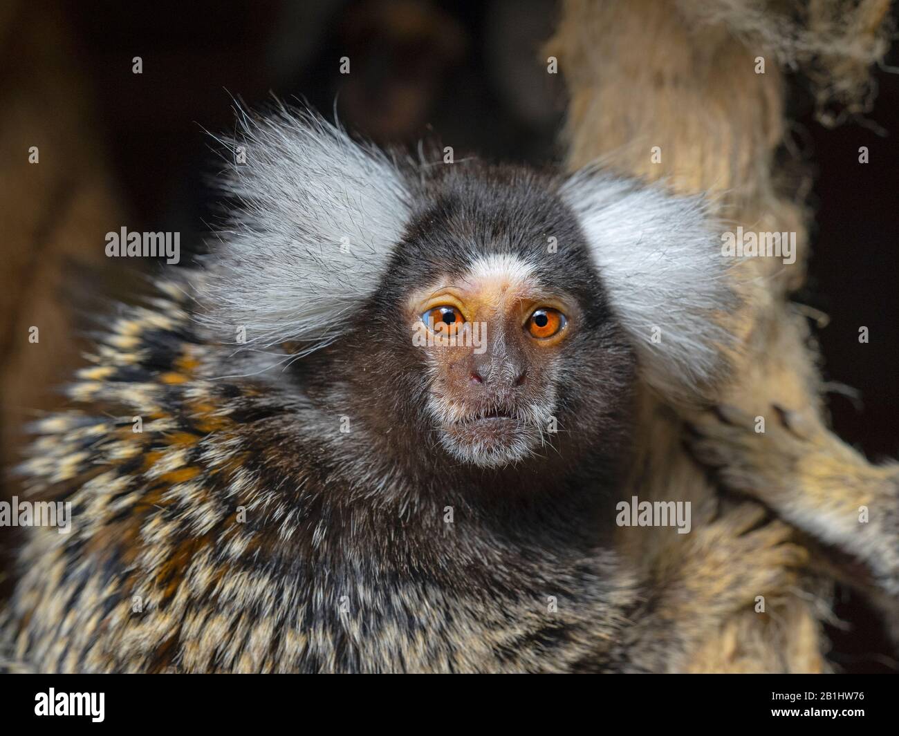 Common marmoset Callithrix jacchus CAPTIVE Stock Photo - Alamy
