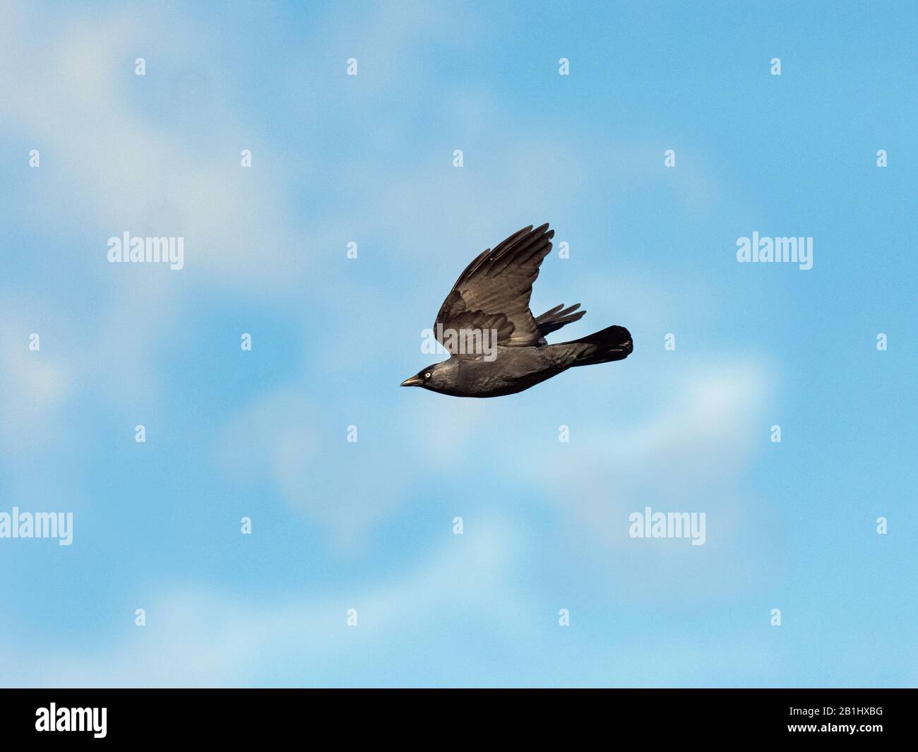 Jackdaw crow corvus monedula norfolk bird hi-res stock photography and ...