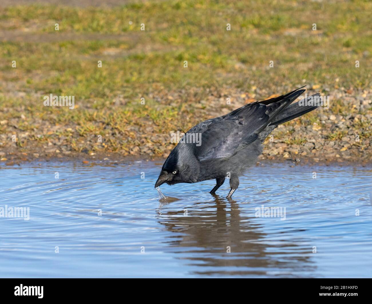Black bird drinking from puddle hi-res stock photography and images - Alamy