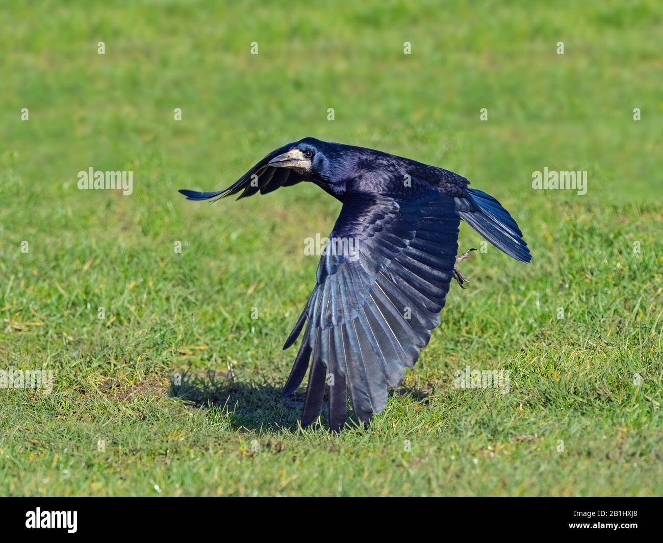 Rooks Corvus frugilegus feeding in grassland East coast Norfolk Stock ...