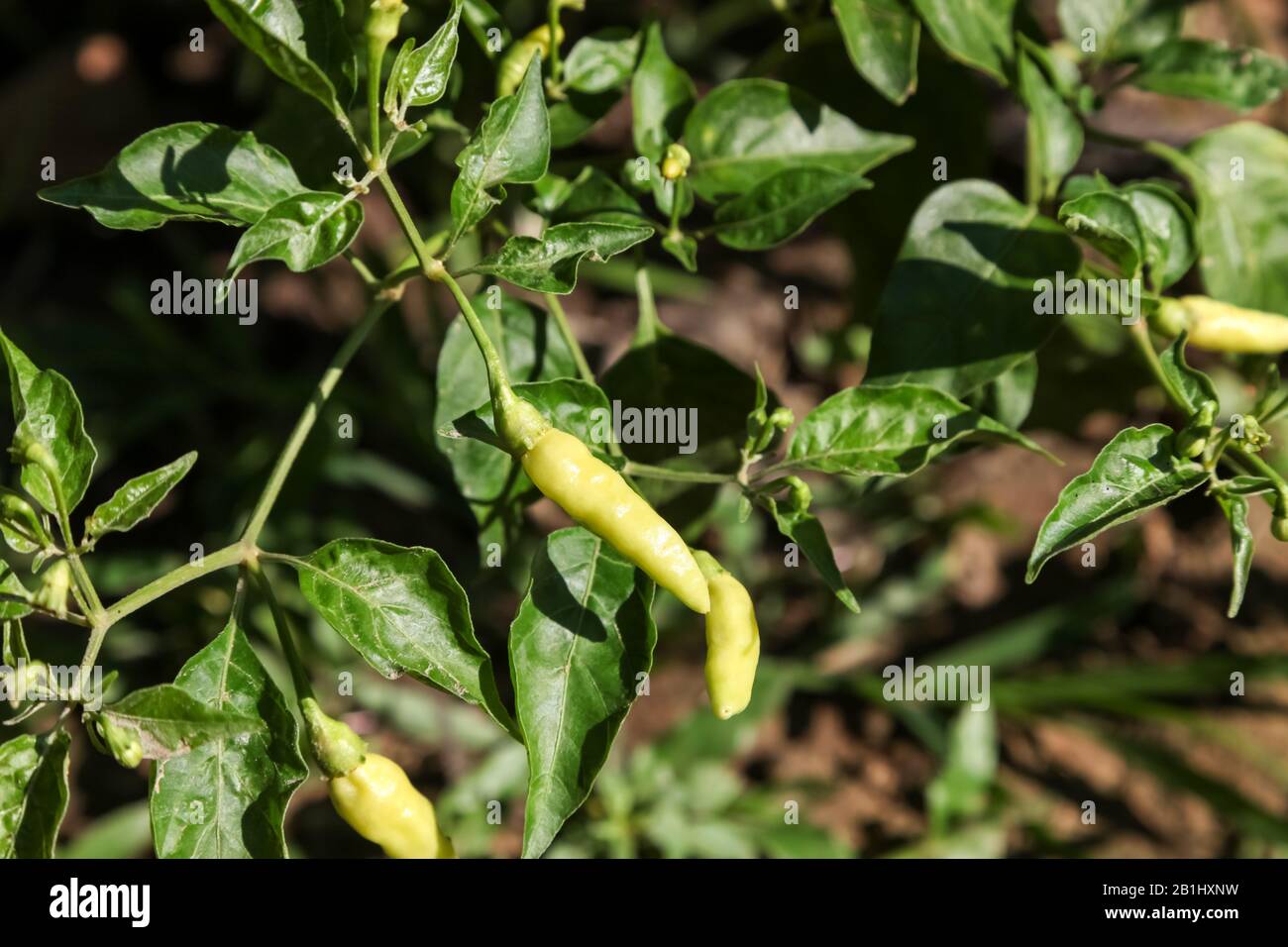 Green chilies on tree in the farm., Green chilli pepper Stock Photo - Alamy