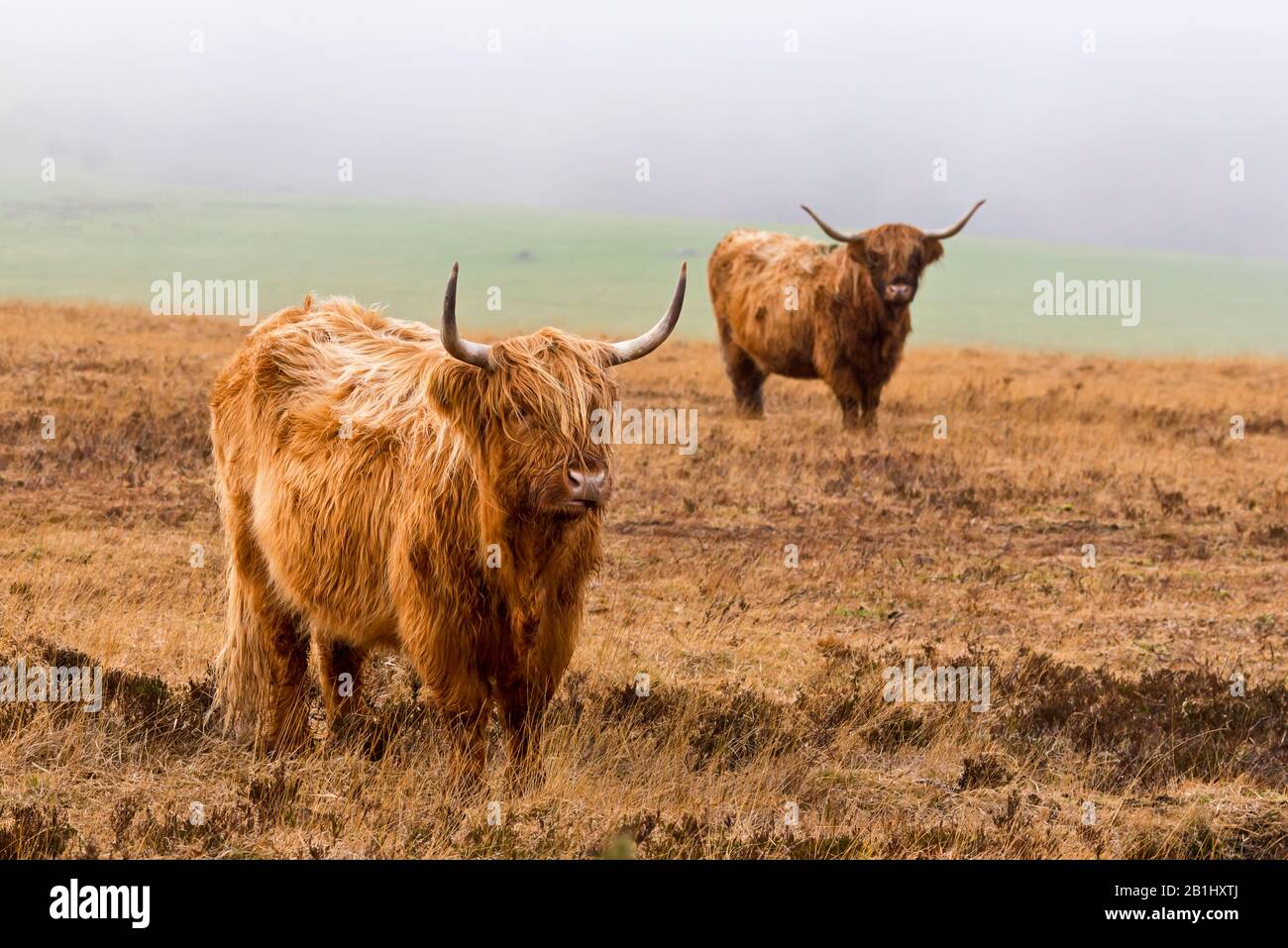 Free roaming cattle uk hi-res stock photography and images - Alamy
