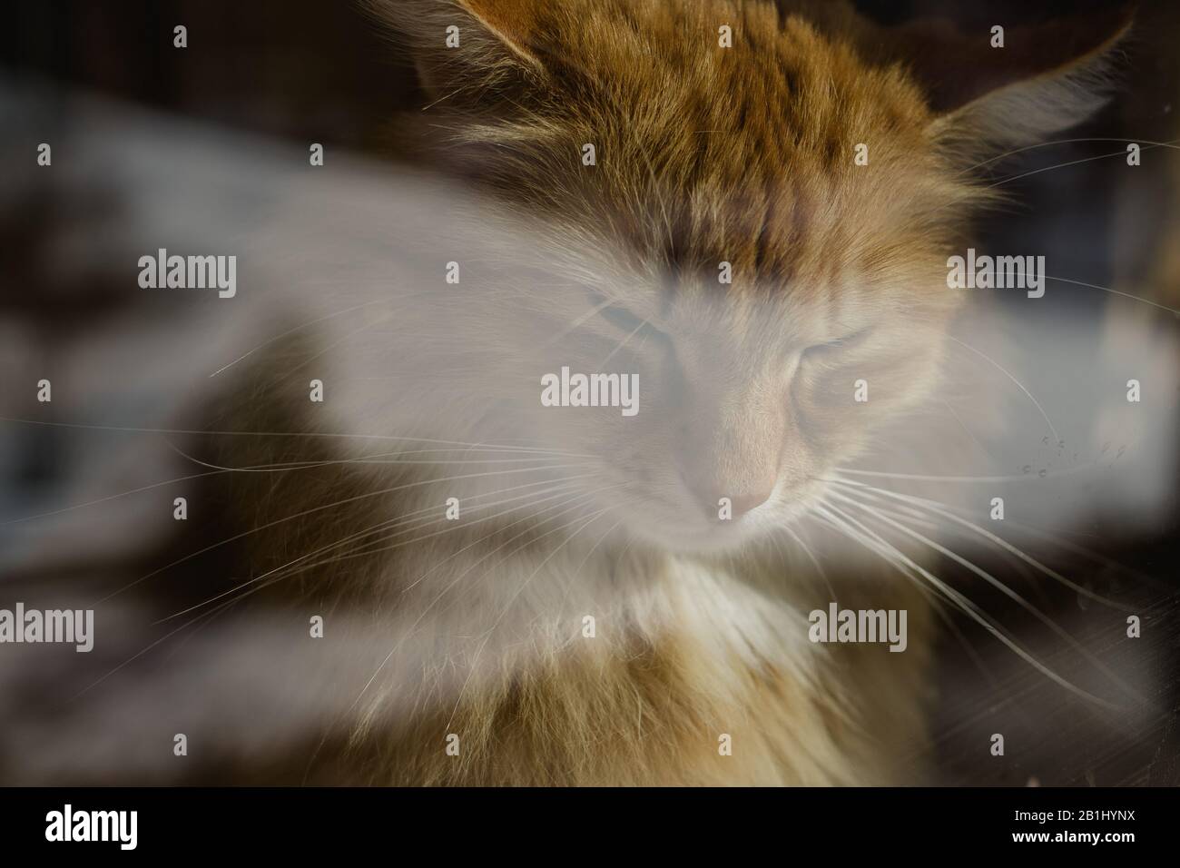 longhair cat sitting behind window in hallway Stock Photo - Alamy