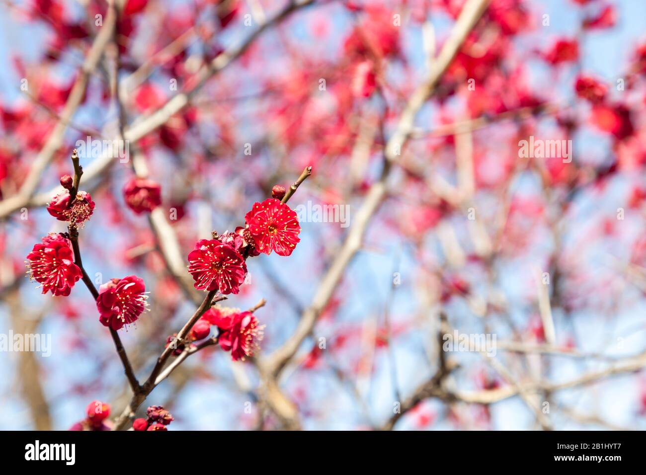 Pink blossom sukura flowers on a spring day in Japan., Beautiful ...