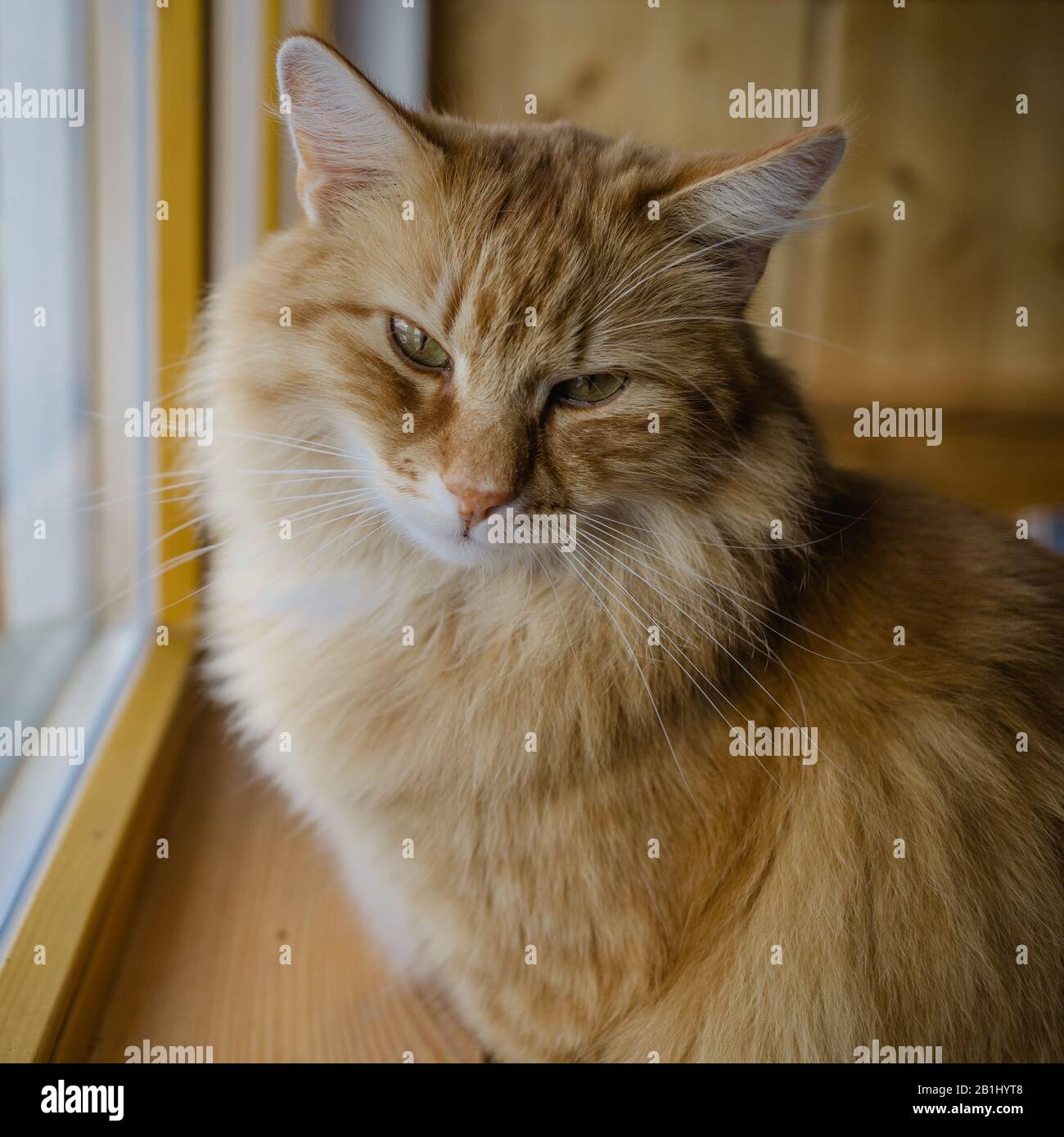 portrtait of longhair cat sitting on window in hallway Stock Photo - Alamy