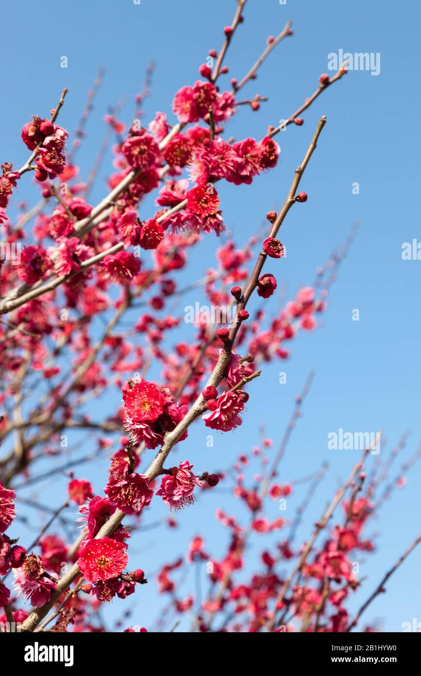 Pink blossom sukura flowers on a spring day in Japan., Beautiful ...