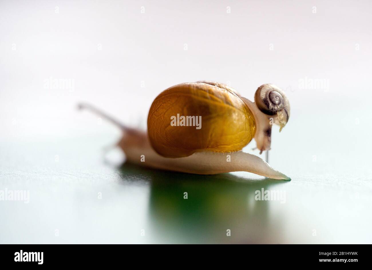 Garden Snail Adult with Baby on its Back. The big snail is taking care ...