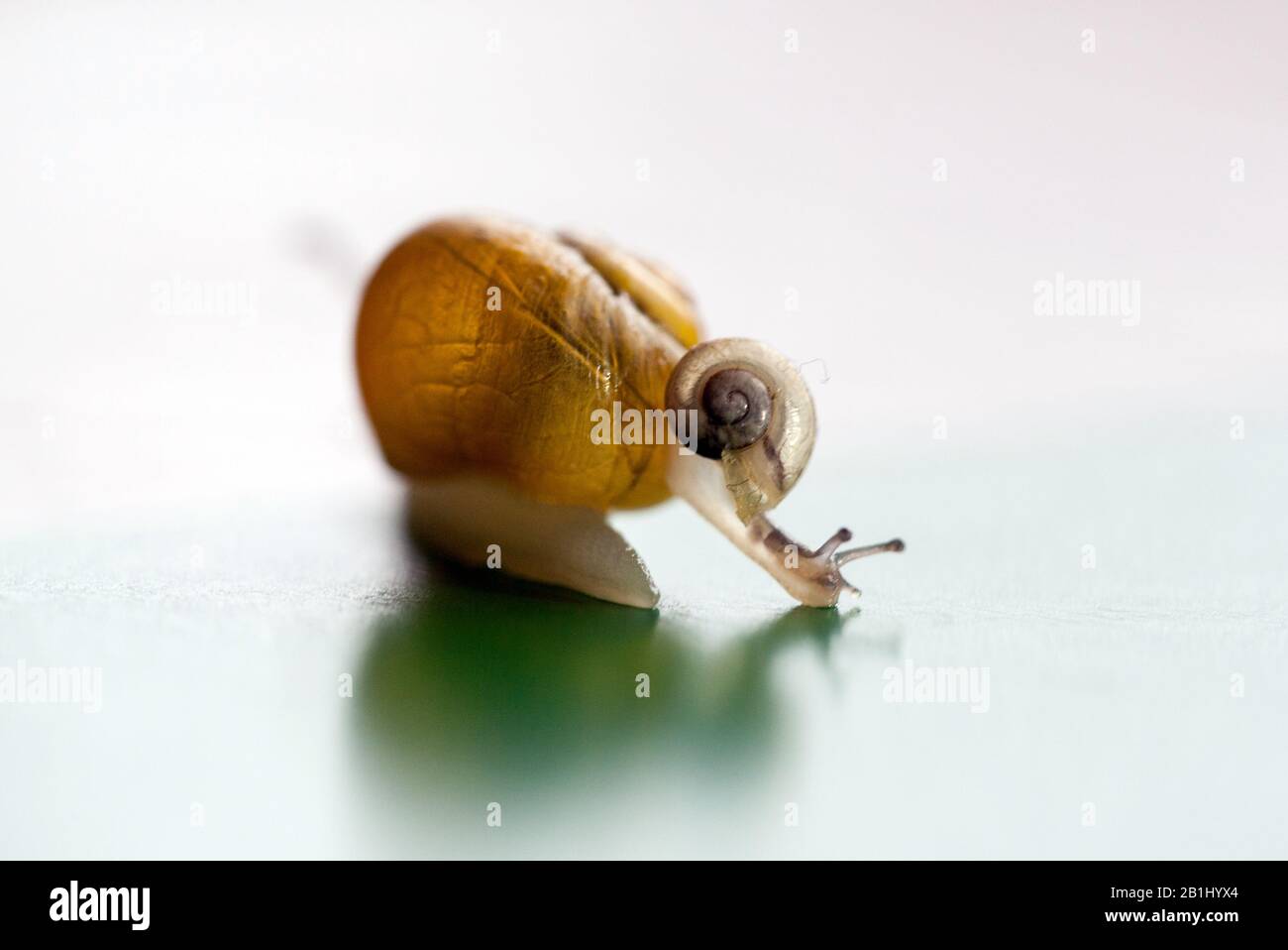 Garden Snail Adult with Baby on its Back. The big snail is taking care ...