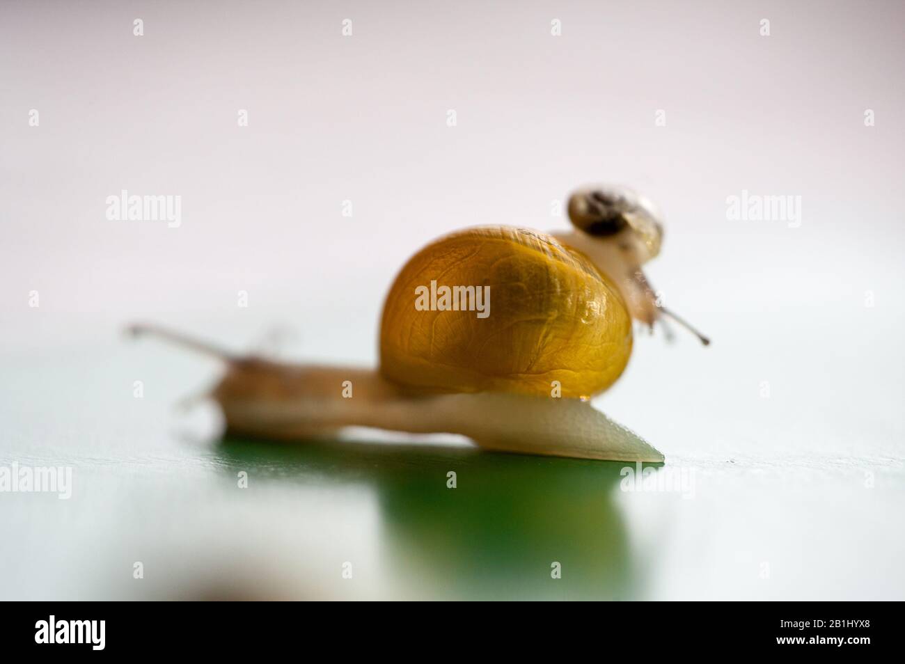 Garden Snail Adult with Baby on its Back. The big snail is taking care ...