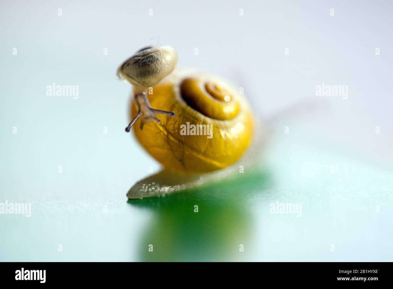 Garden Snail Adult with Baby on its Back. The big snail is taking care ...