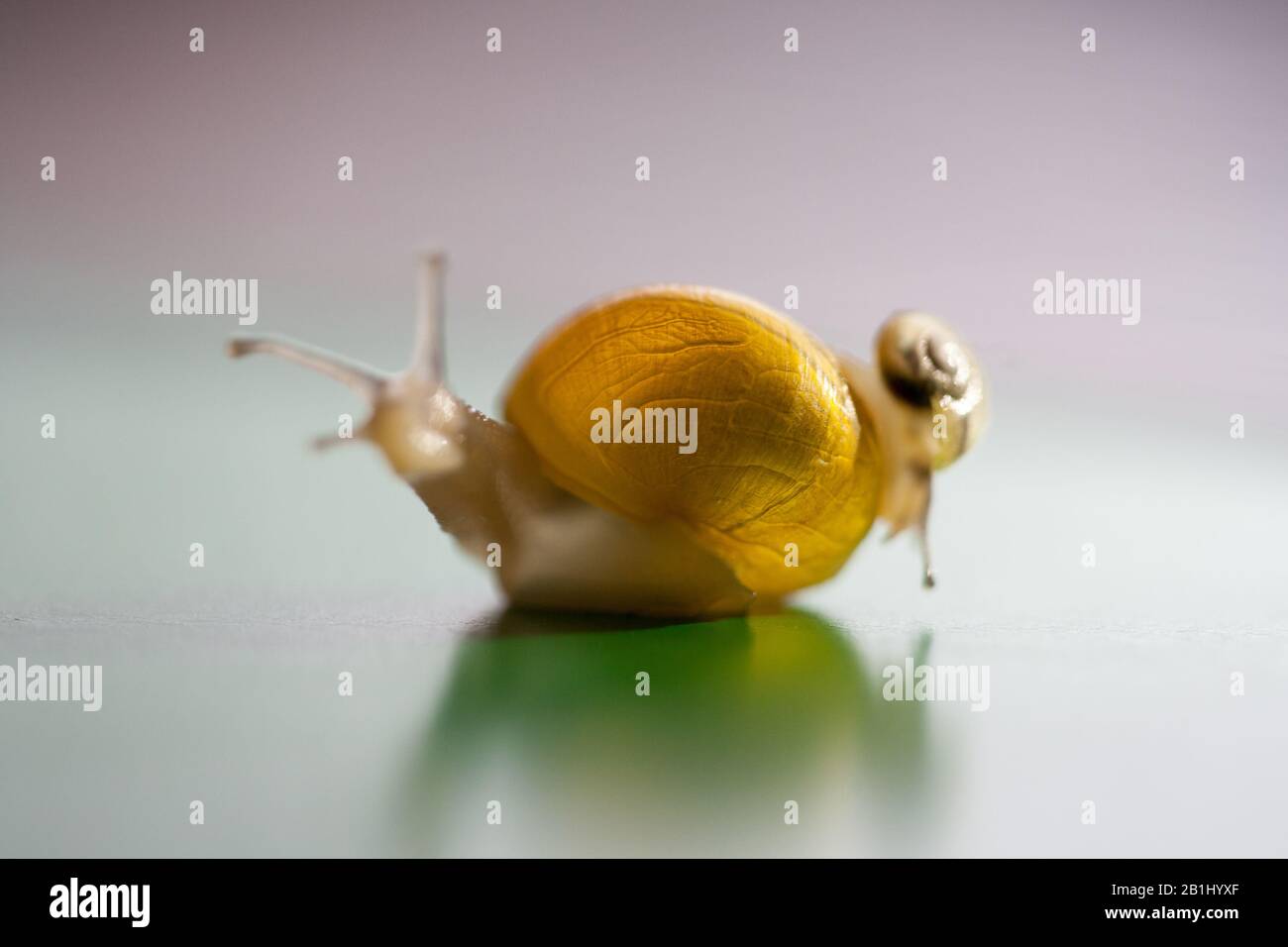 Garden Snail Adult with Baby on its Back. The big snail is taking care ...