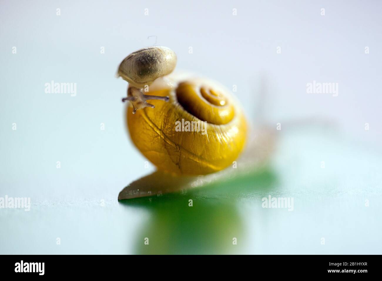 Garden Snail Adult with Baby on its Back. The big snail is taking care ...