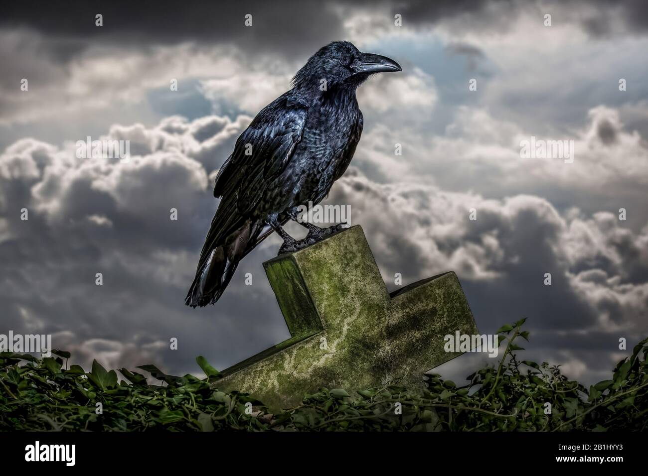 Black Raven bird on an old ruined grave stone cross with dramatic sky ...