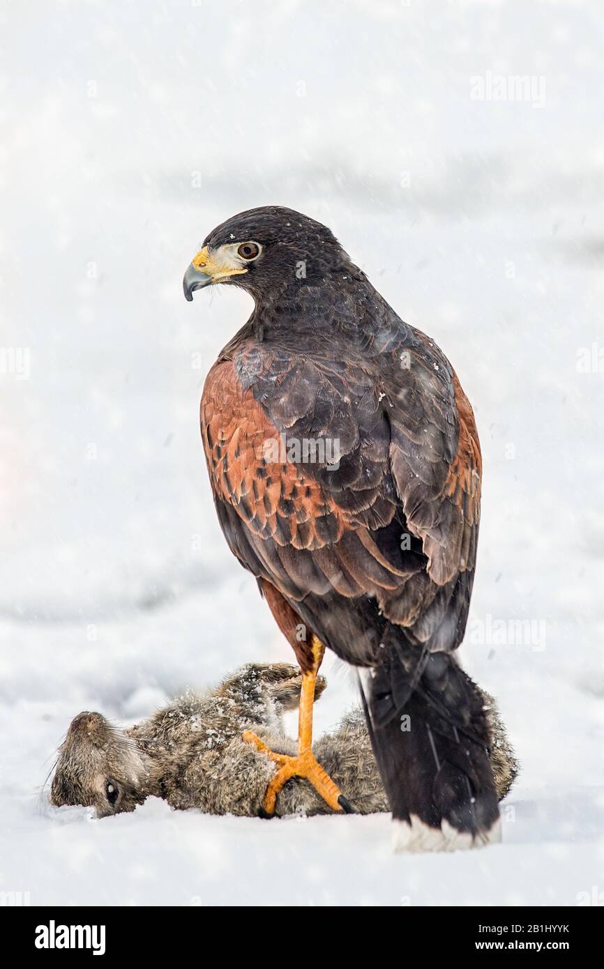 Snowy photo of a male Harris Hawk bird of prey stands over its catch, a ...