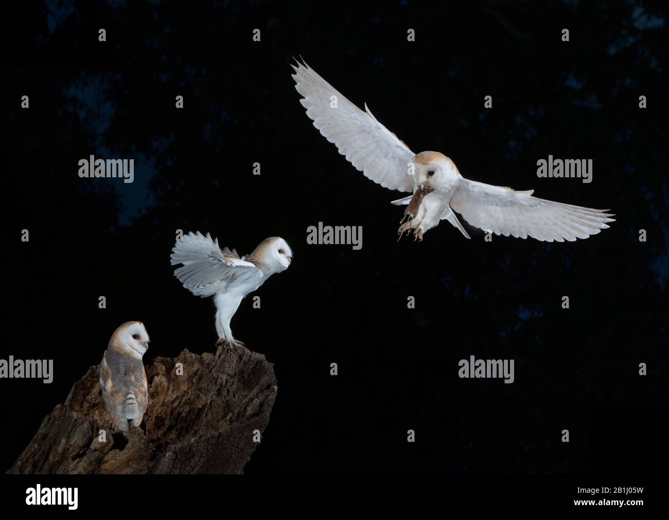 Barn Owl Flying At Night