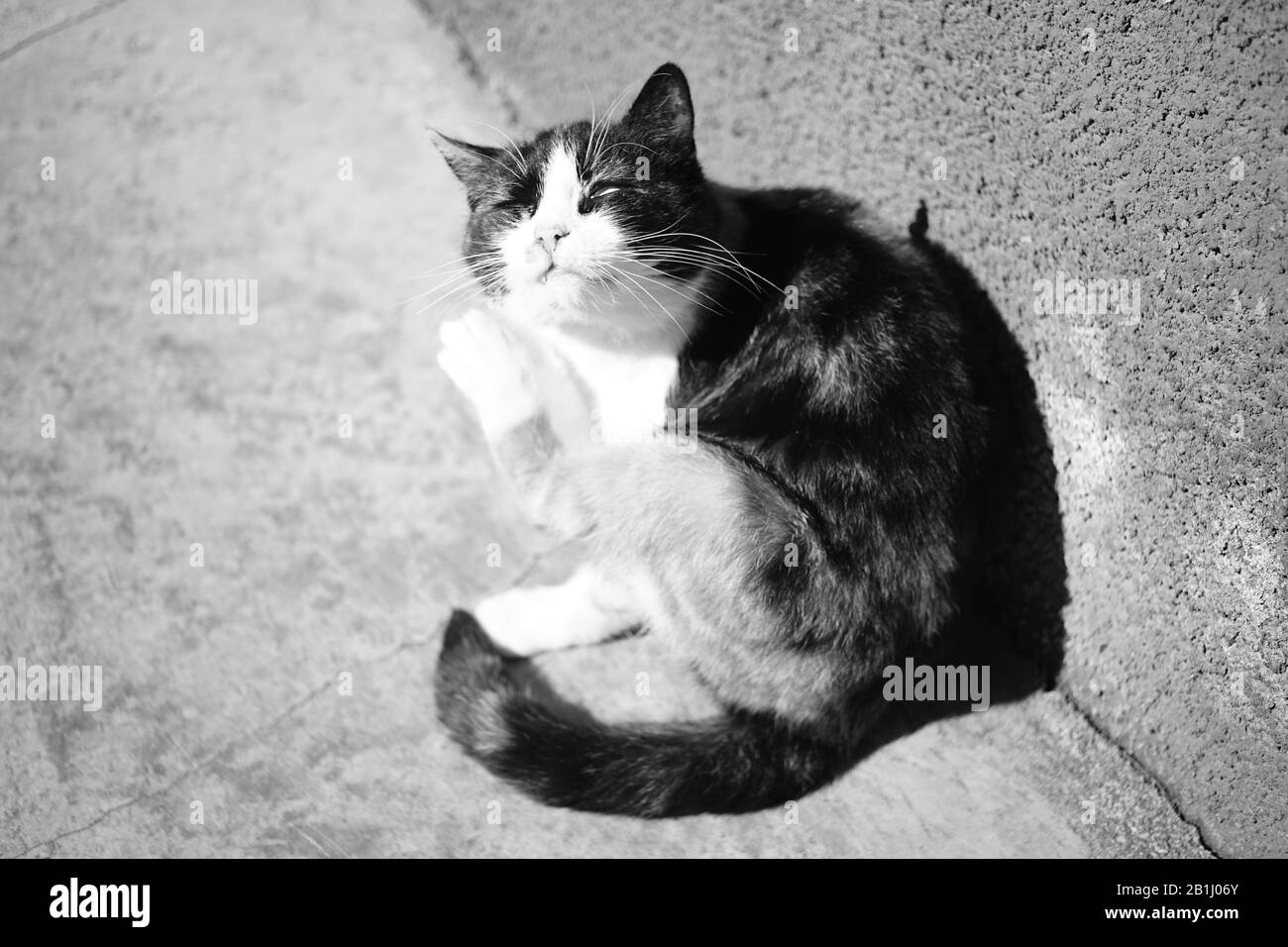 Cat paw scratches behind the ear. Sunny day outdoor. Fleas and ticks in ...