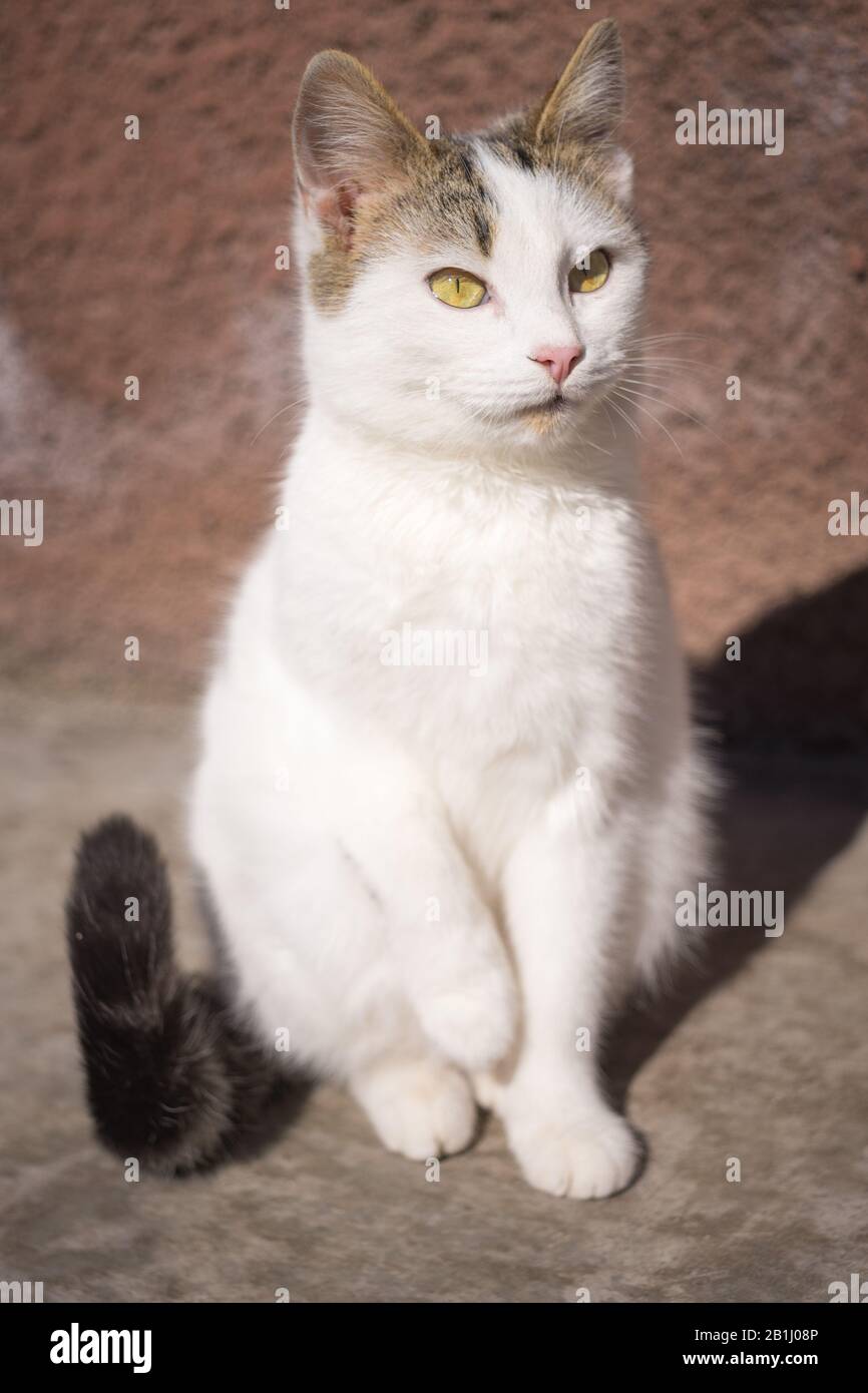 Cute white kitten sitting outdoor with funny look. Cat holds one paw slightly up Stock Photo Alamy