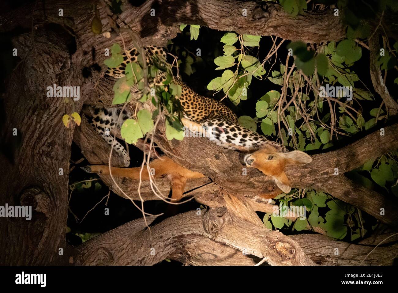 Leopard Tree Eating High Resolution Stock Photography and Images - Alamy