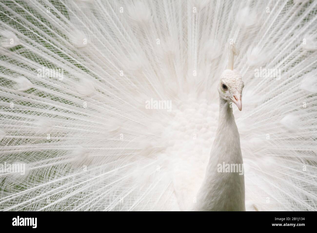 White peacock displaying his fanned tail feathers Stock Photo - Alamy