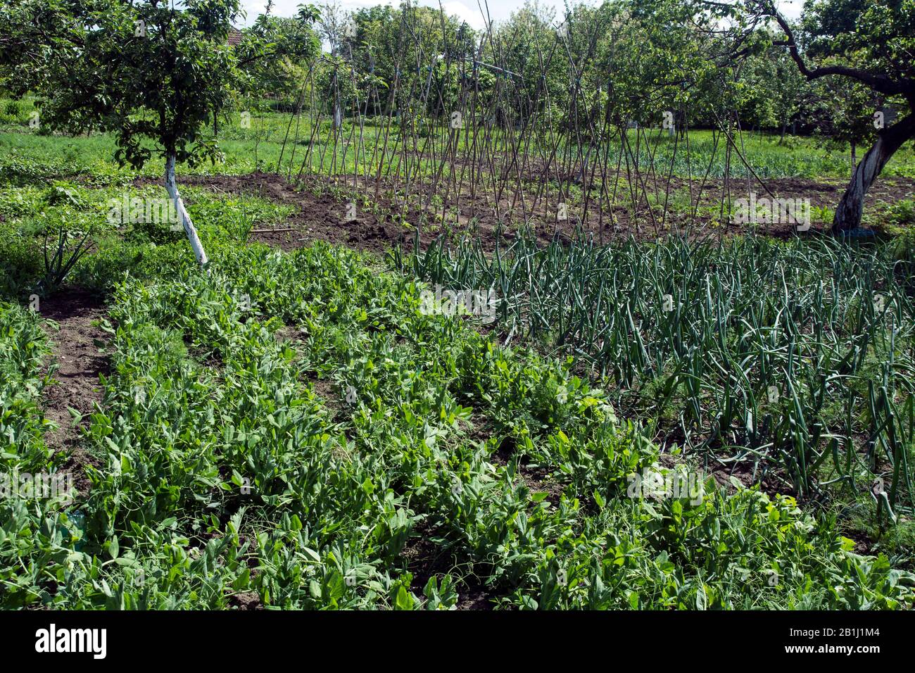Early Lettuce White High Resolution Stock Photography and Images - Alamy
