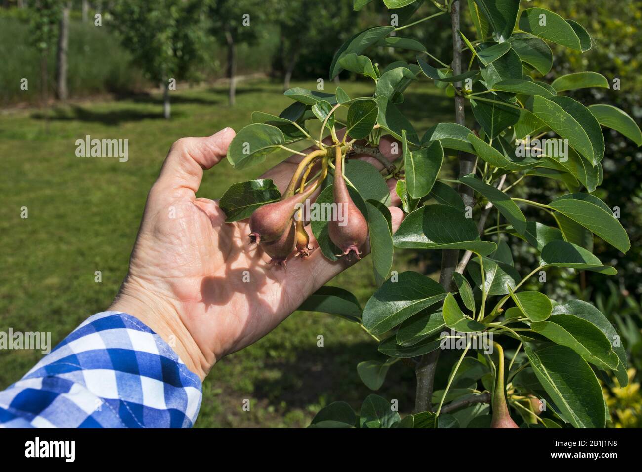 The farmer's fruit grower controls the growth and quality of the young ...