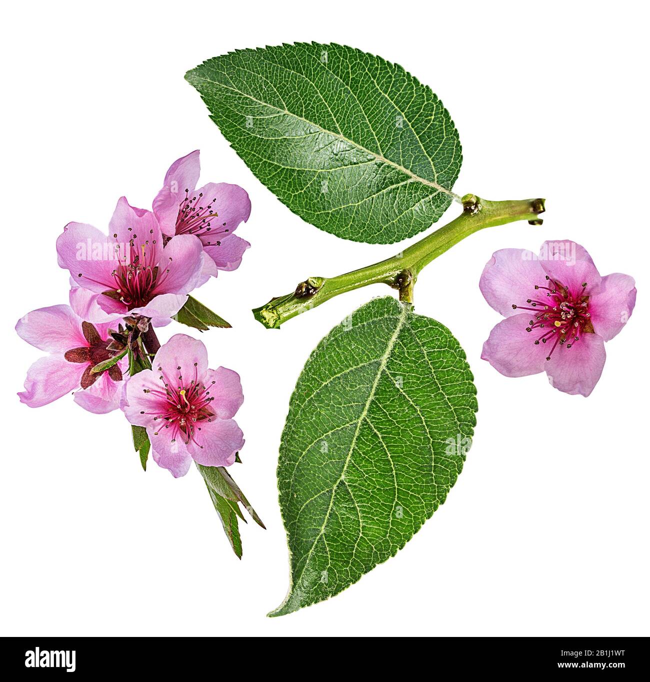 Peach leaf isolated on white background Stock Photo - Alamy