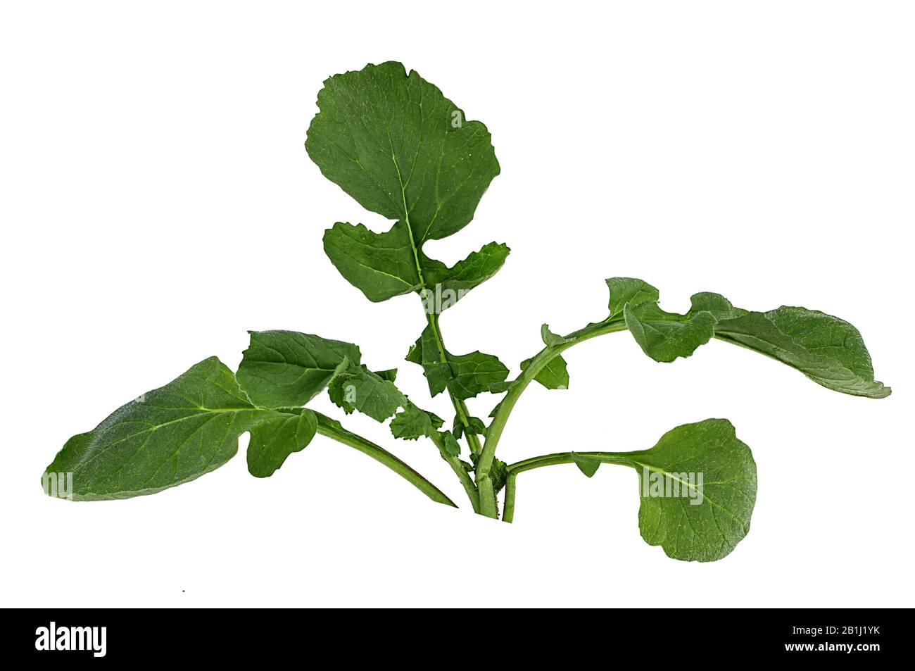 Fresh leaf radishes isolated on white Stock Photo - Alamy