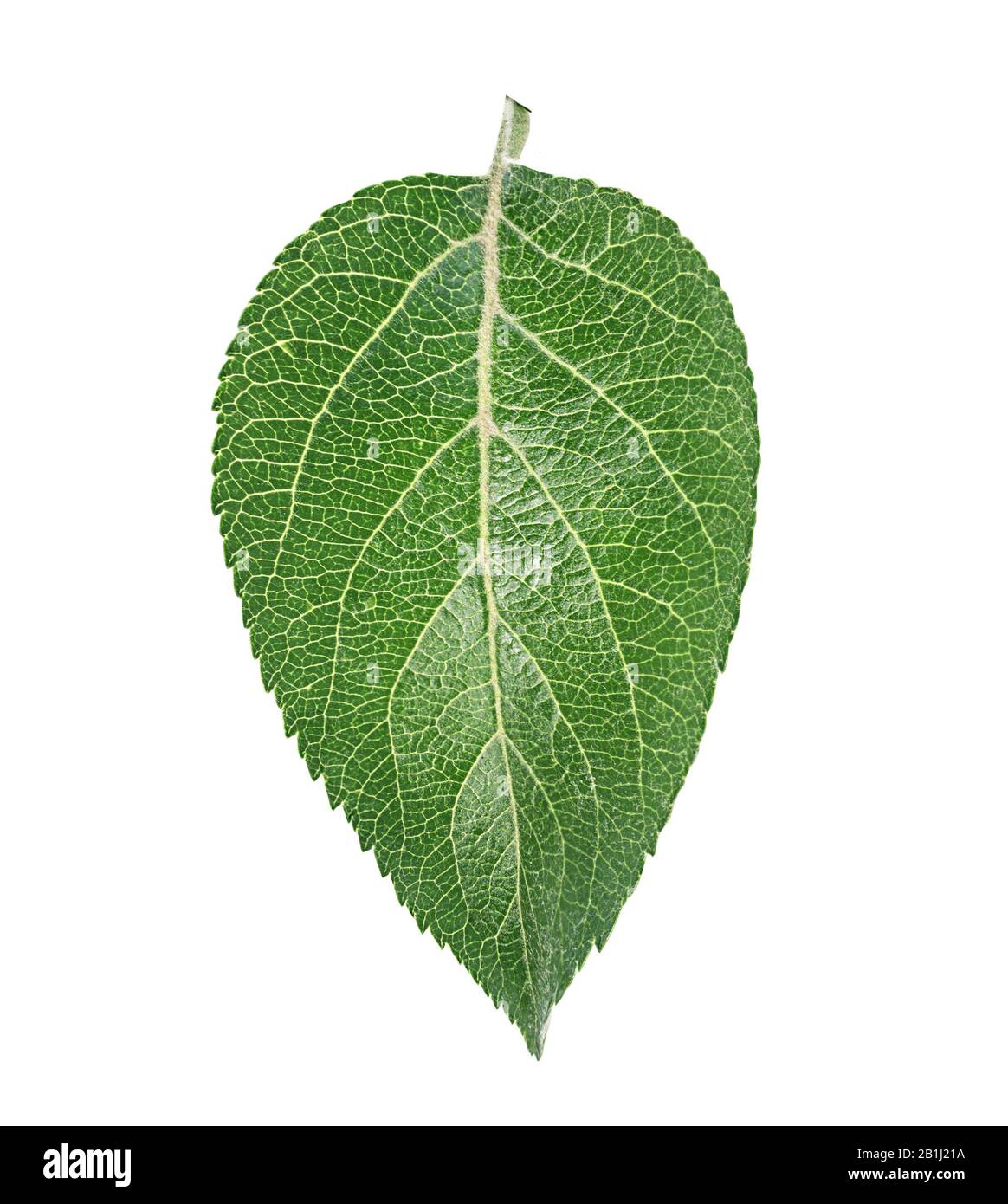 Organic ripe apple with leaf hi-res stock photography and images - Alamy