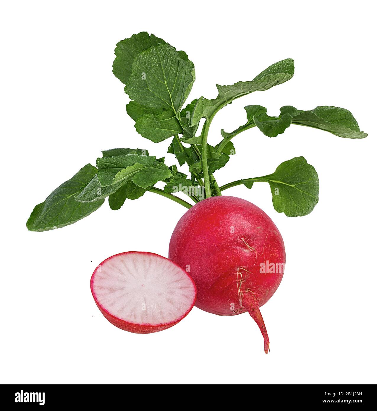 Fresh radishes isolated on white Stock Photo - Alamy