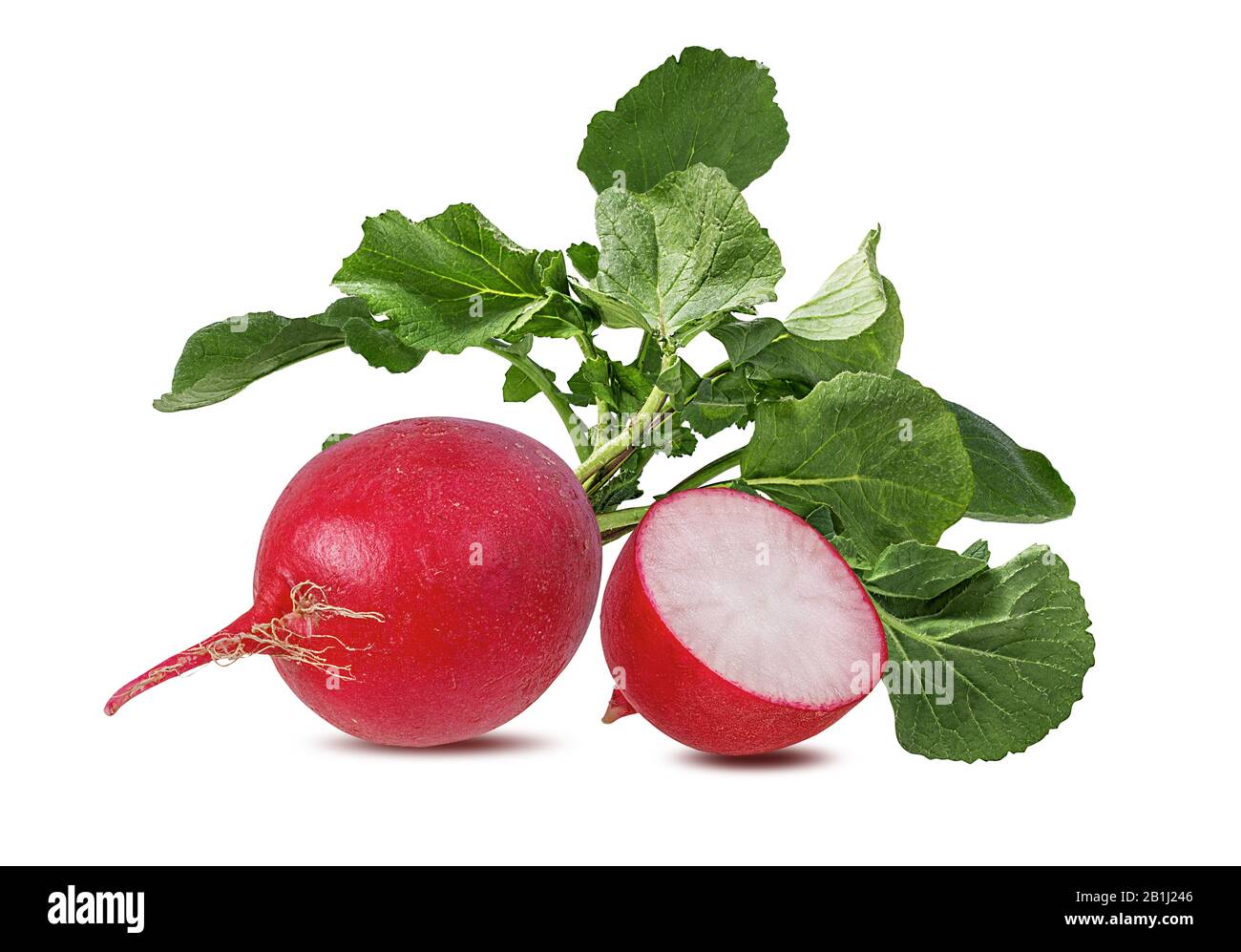 Radish radishes vegetable food hi-res stock photography and images - Alamy