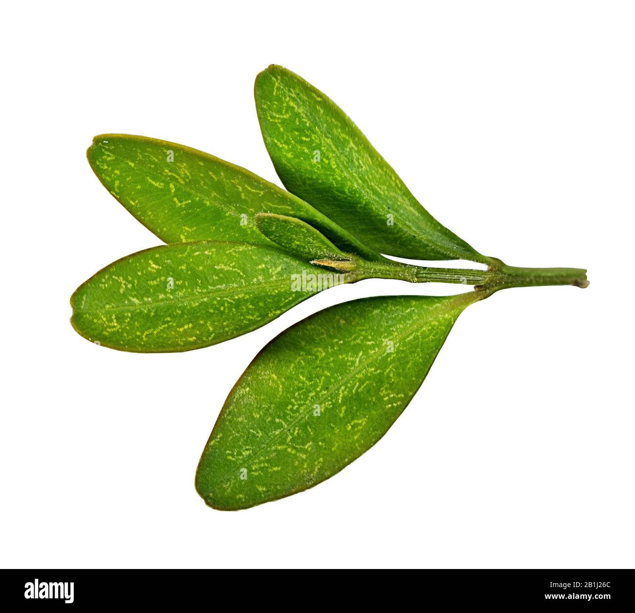 Fresh Bilberries blueberries leaf, isolated on white background Stock ...