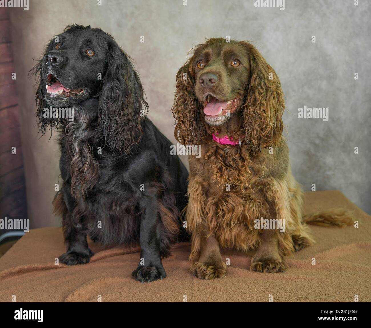 Cute dog Portrait Photograph of a Cocker Spaniel Stock Photo - Alamy