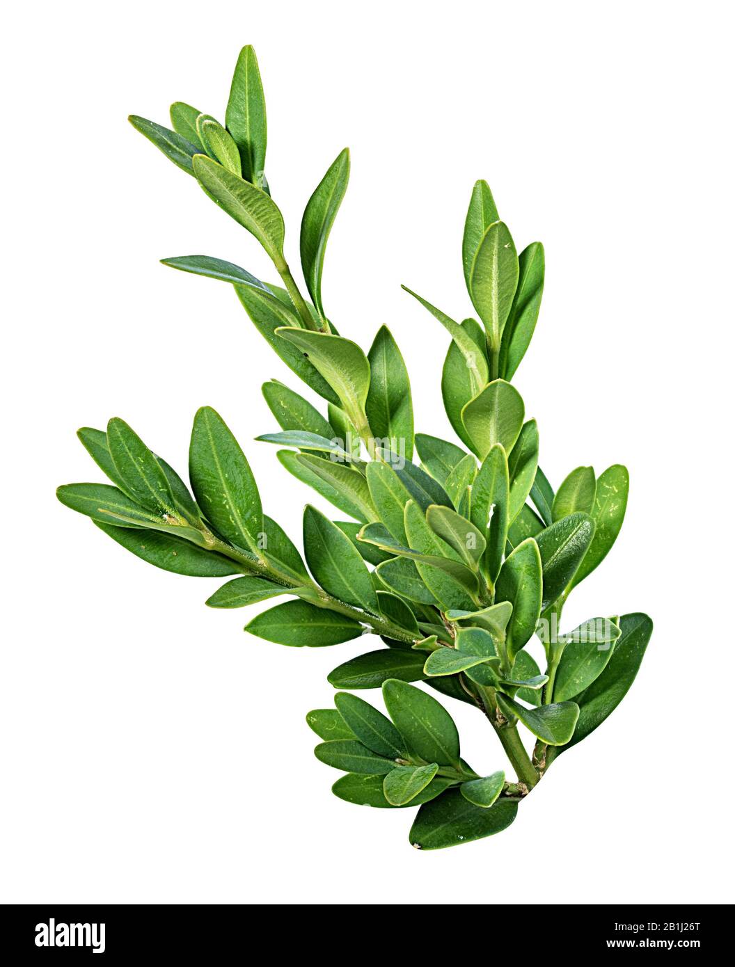 Fresh Bilberries blueberries leaf, isolated on white background Stock ...