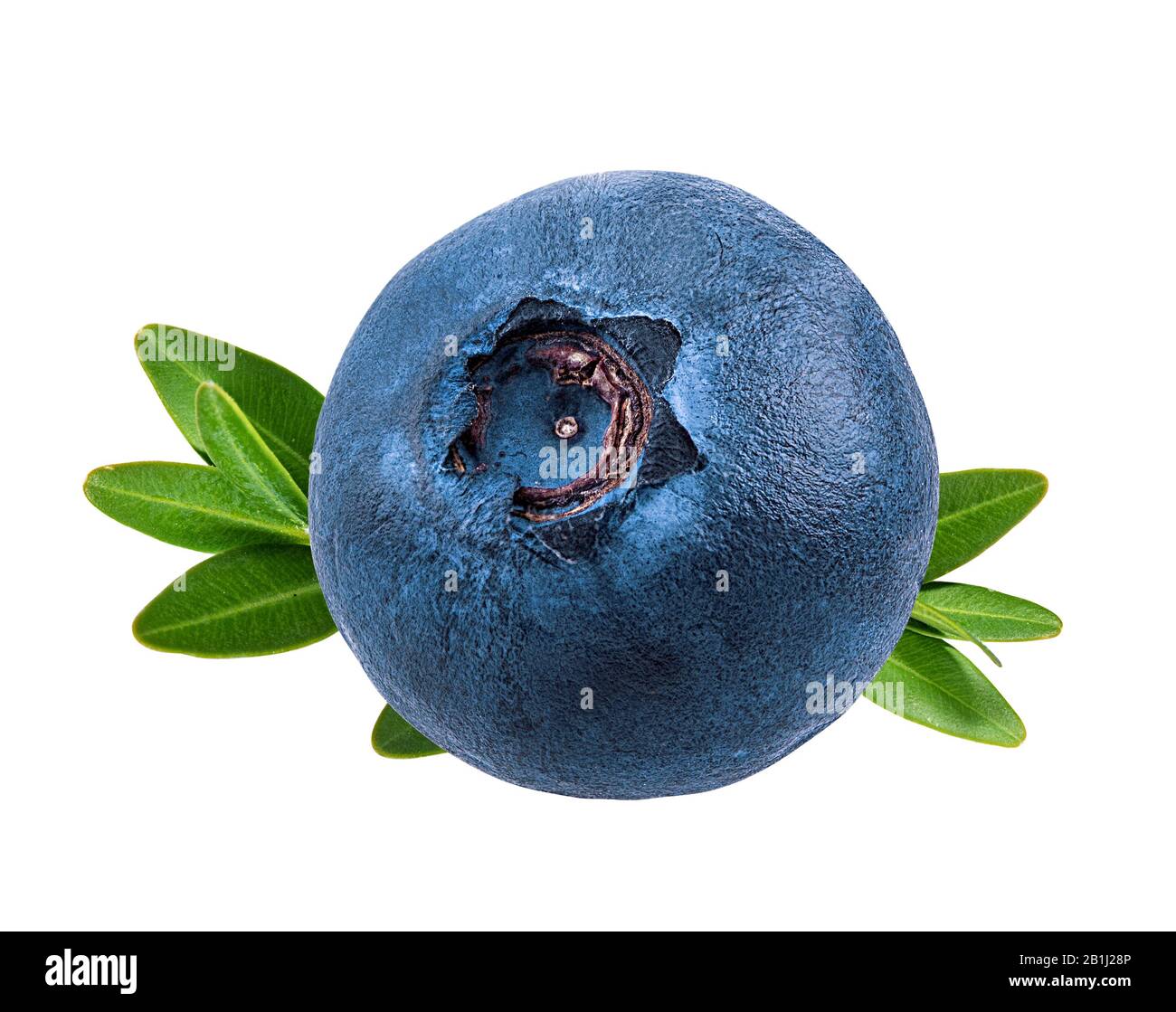 Fresh Bilberries blueberries, isolated on white background Stock Photo ...