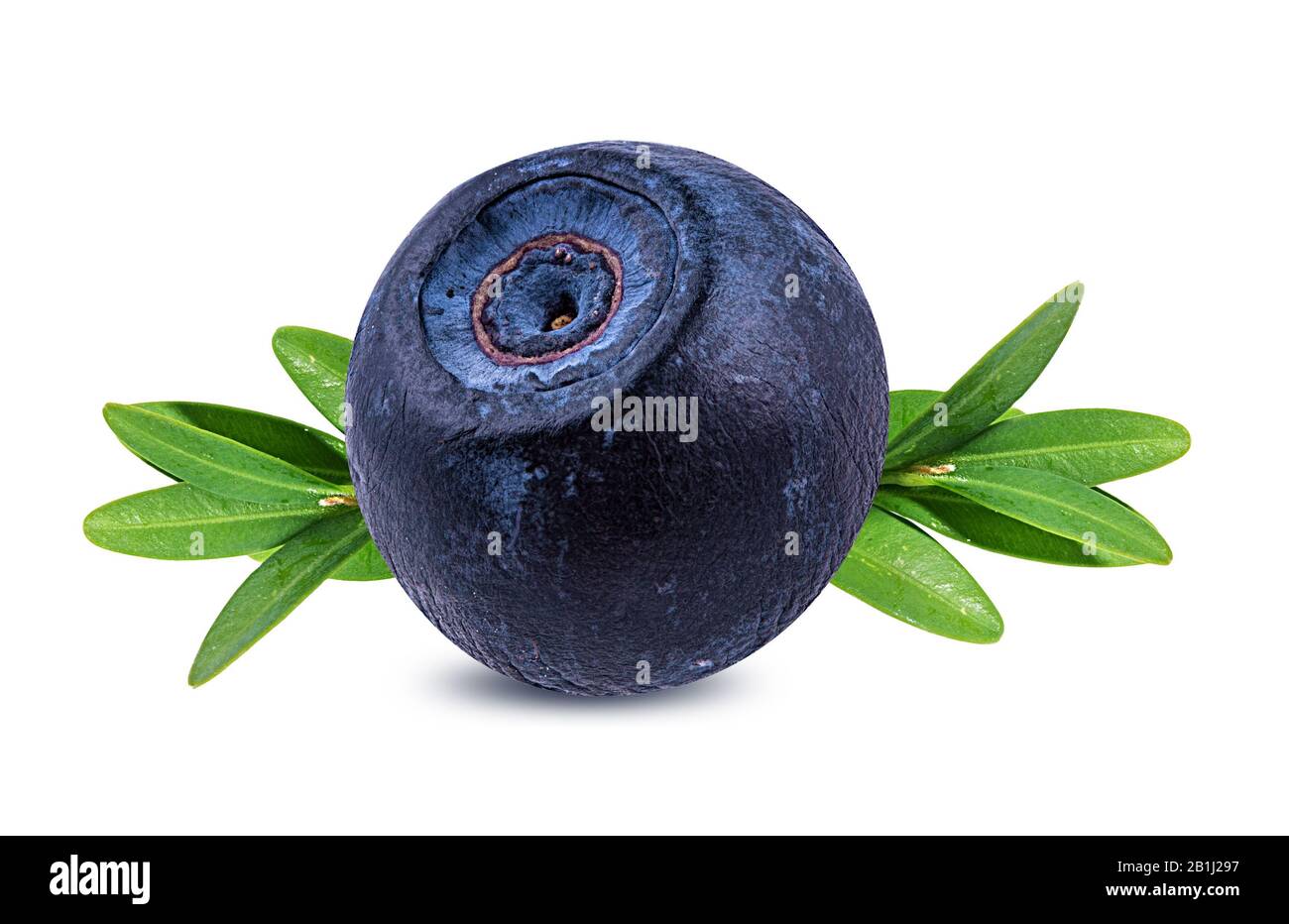 Fresh Bilberries blueberries, isolated on white background Stock Photo ...